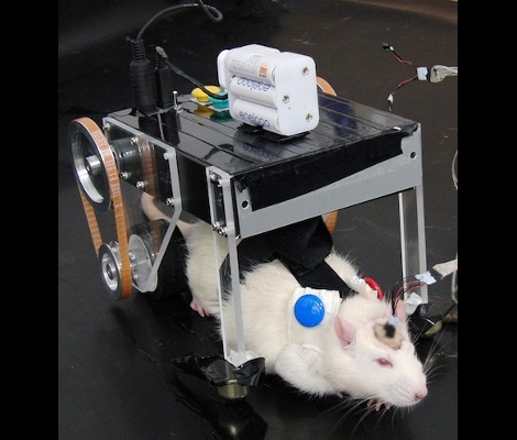 Rat Propulsion Via Brain-machine Interface | Hackaday