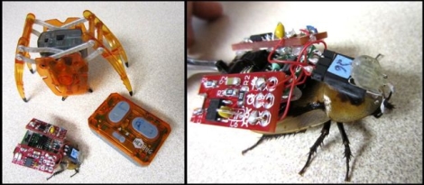 Coming Soon To A Store Near You: Remote-control Cockroaches | Hackaday