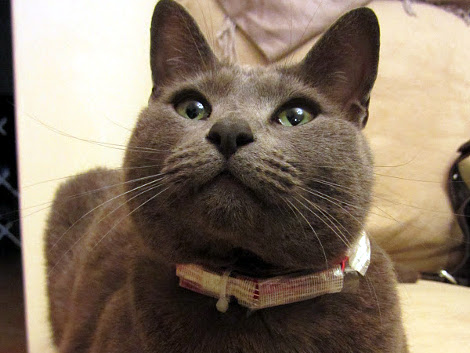 See Where Socks Has Been Using A GPS Tracking Collar | Hackaday