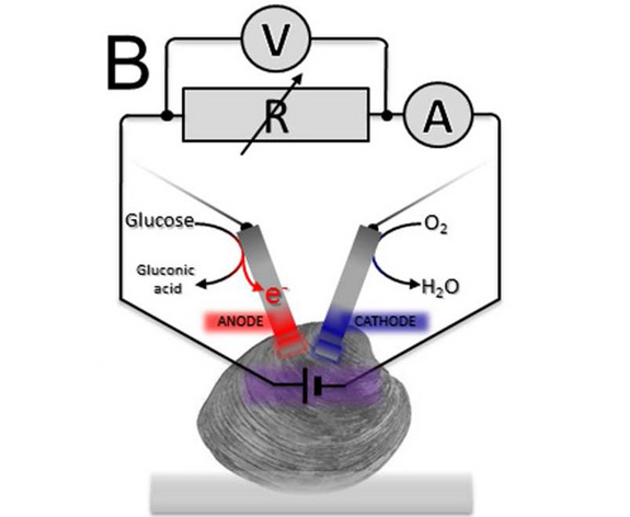 Harnessing The Electrical Power Of Clams | Hackaday