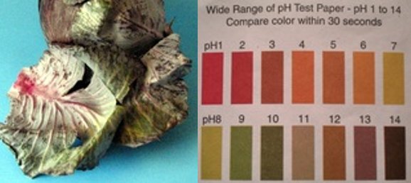 DIY Science – Acid/Base Natural Indicators | Hackaday