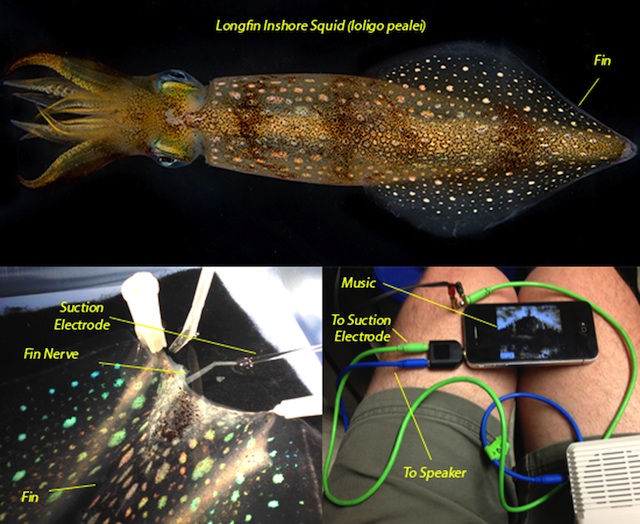 How Do Squid React To Being Shocked To The Beat Of Cypris Hill? | Hackaday