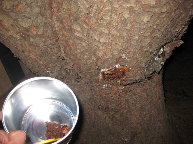 DIY Flux Comes Straight From The Tree | Hackaday