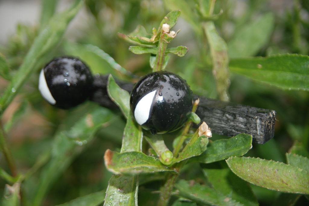 Halloween Props: Spooky Eyes Light Up The Bushes | Hackaday