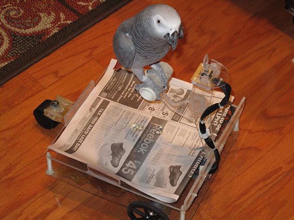 Bird Buggy Soothes A Screeching Parrot | Hackaday