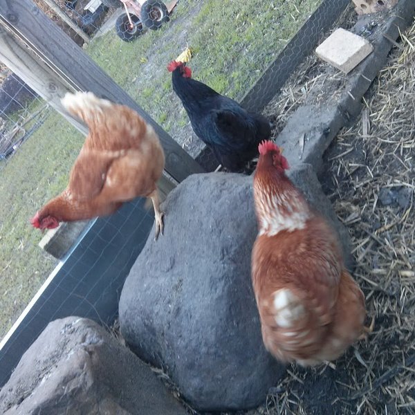 Chook | Hackaday