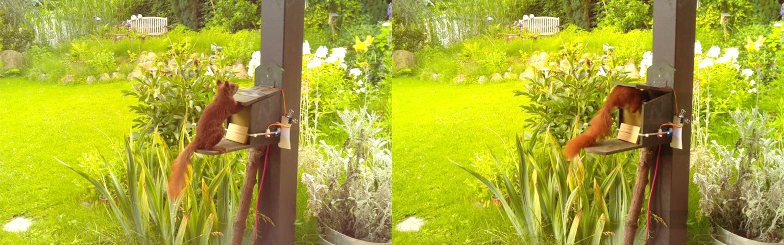 Squirrel Café To Predict The Weather From Customer Data | Hackaday