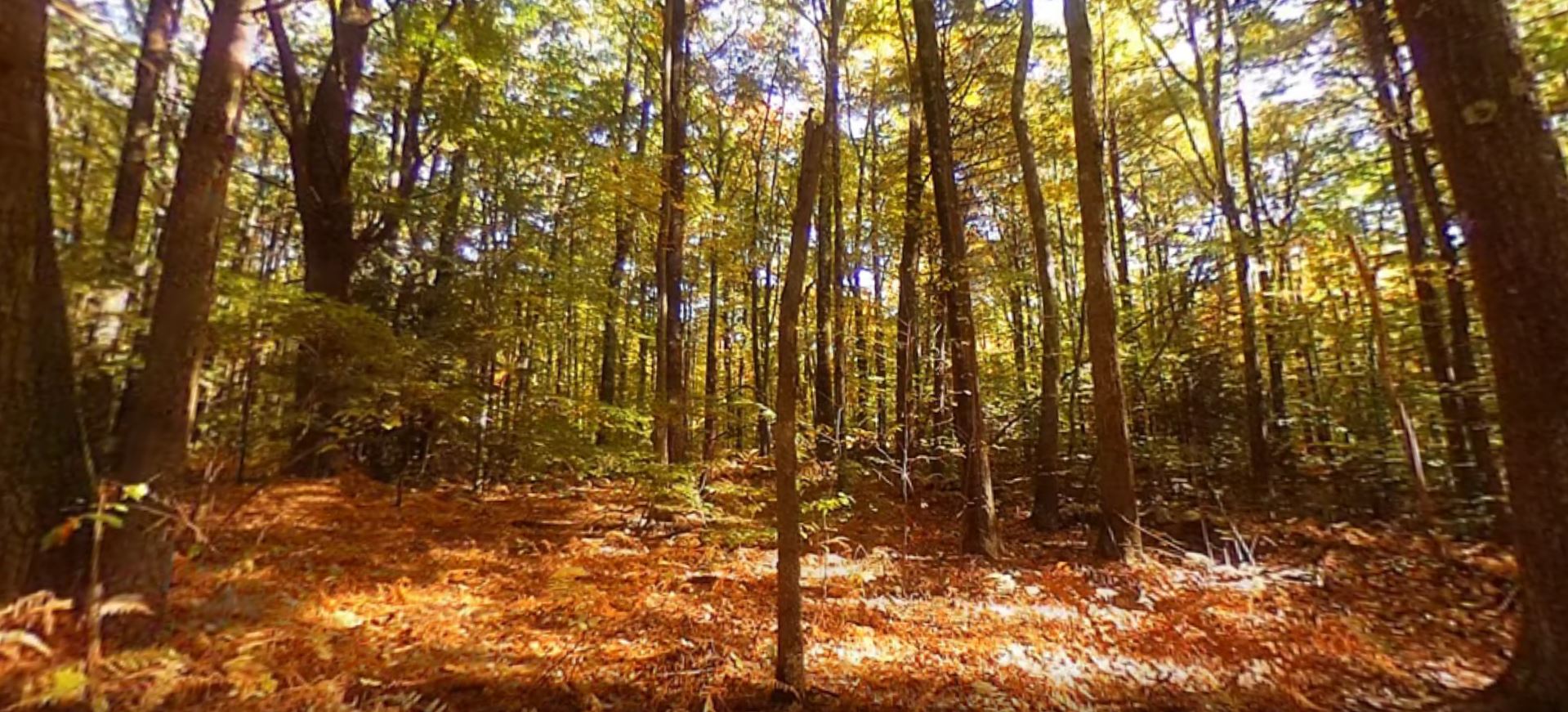 A Virtual Glimpse Into The Forest | Hackaday
