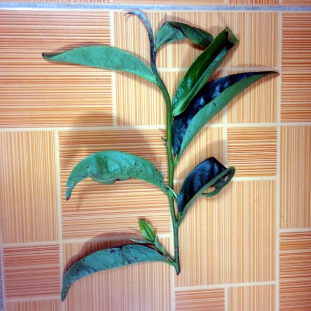 Manufacturing Your Own Single-Origin Tea | Hackaday