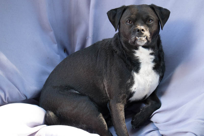 Arduino Watchdog Has Bite And Doesn’t Need Treats | Hackaday