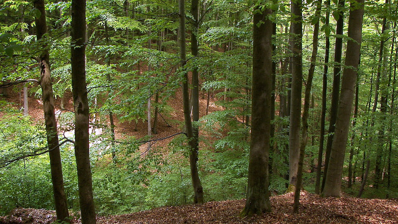 Need Strength? It’s Modified Wood You Want! | Hackaday