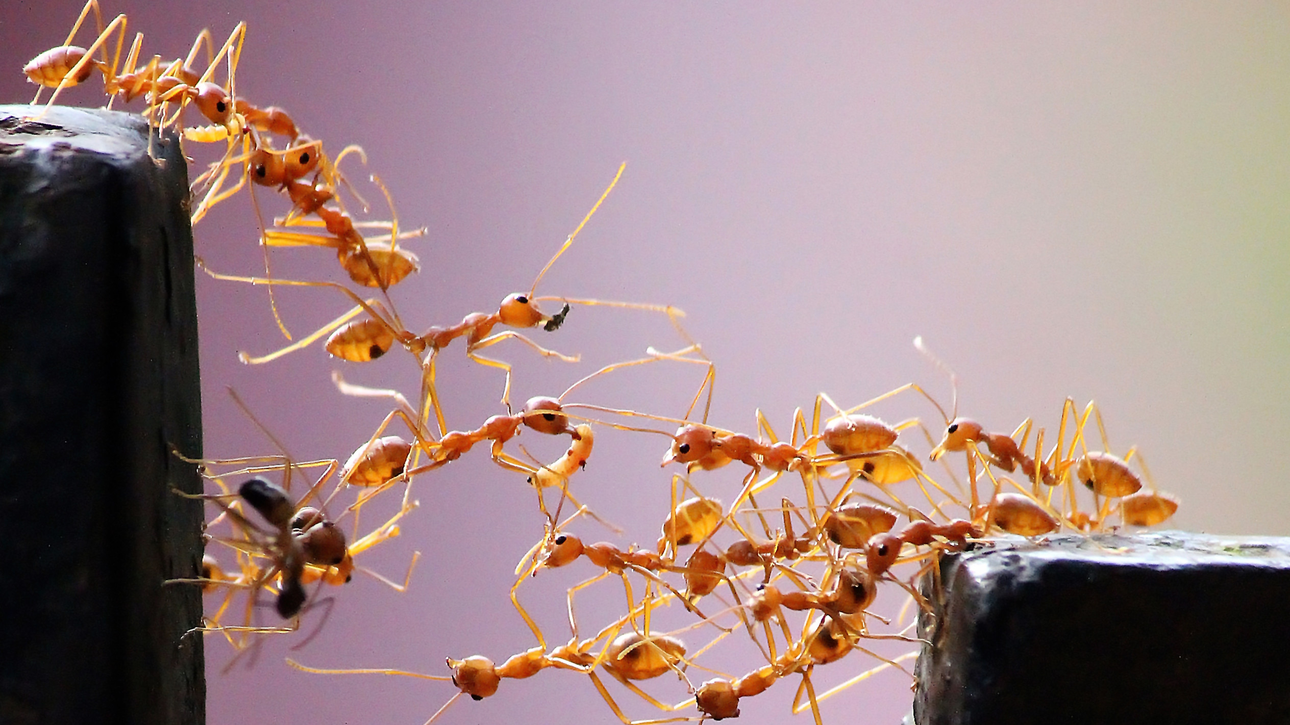 Learn Programming From Ants Hackaday
