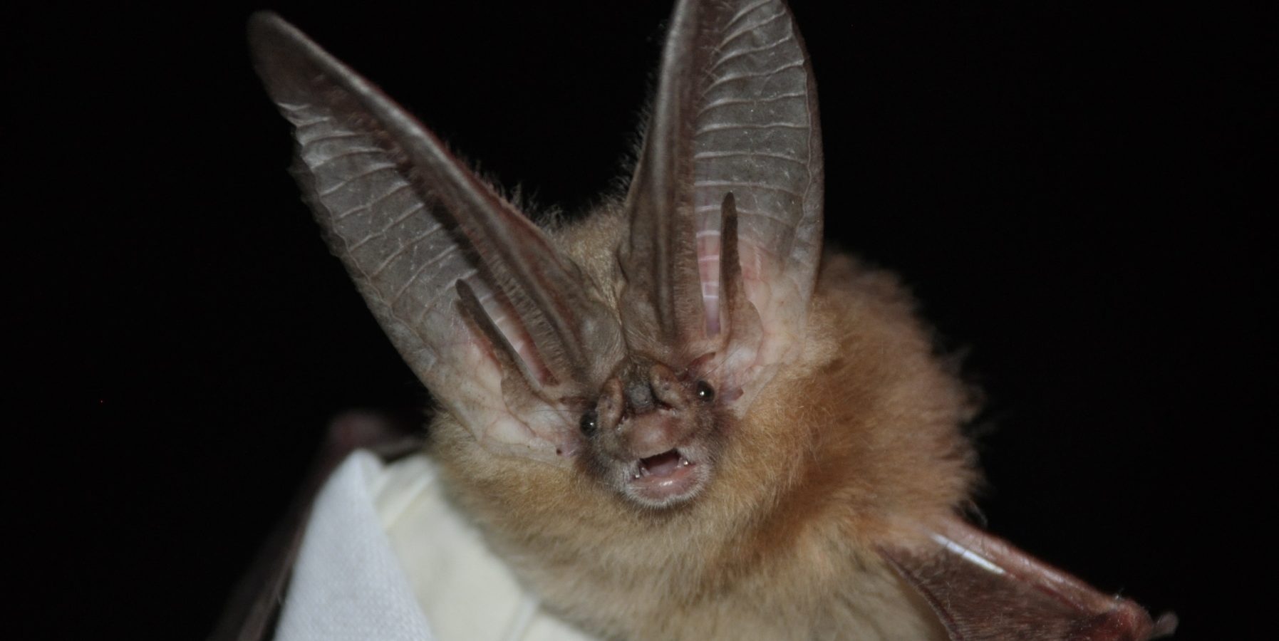 PIC Powered PicoBat Picks Up Pulsed Power | Hackaday