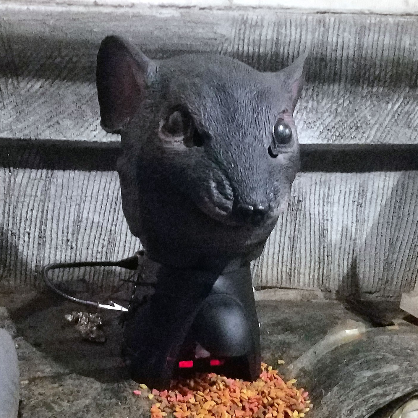 The Magic Flute Of Rat Mind Control Aims To Mix Magic And Science ...