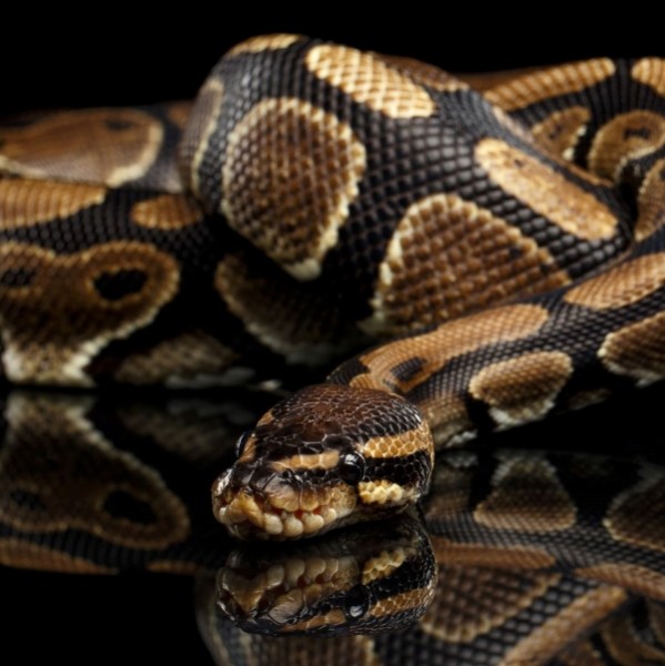 Python And The Internet Of Things Hack Chat Hackaday 8608