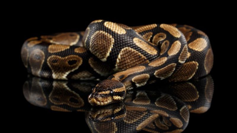 Python And The Internet Of Things Hack Chat | Hackaday Python And The Internet Of Things Hack Chat | Hackaday