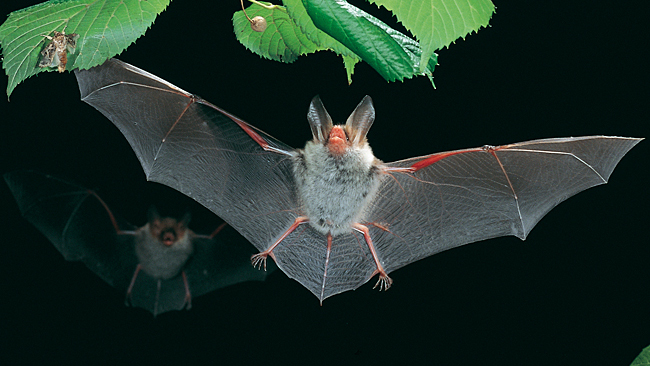 Worried About Bats In Your Belfry? A Tale Of Two Bat Detectors | Hackaday