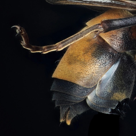 Macro Photography | Hackaday