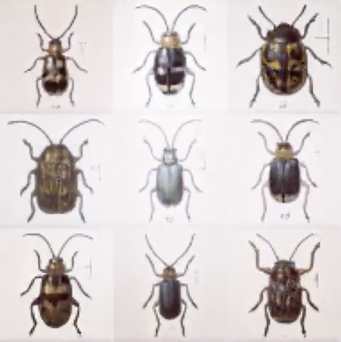 Generating Beetles From Public Domain Images | Hackaday