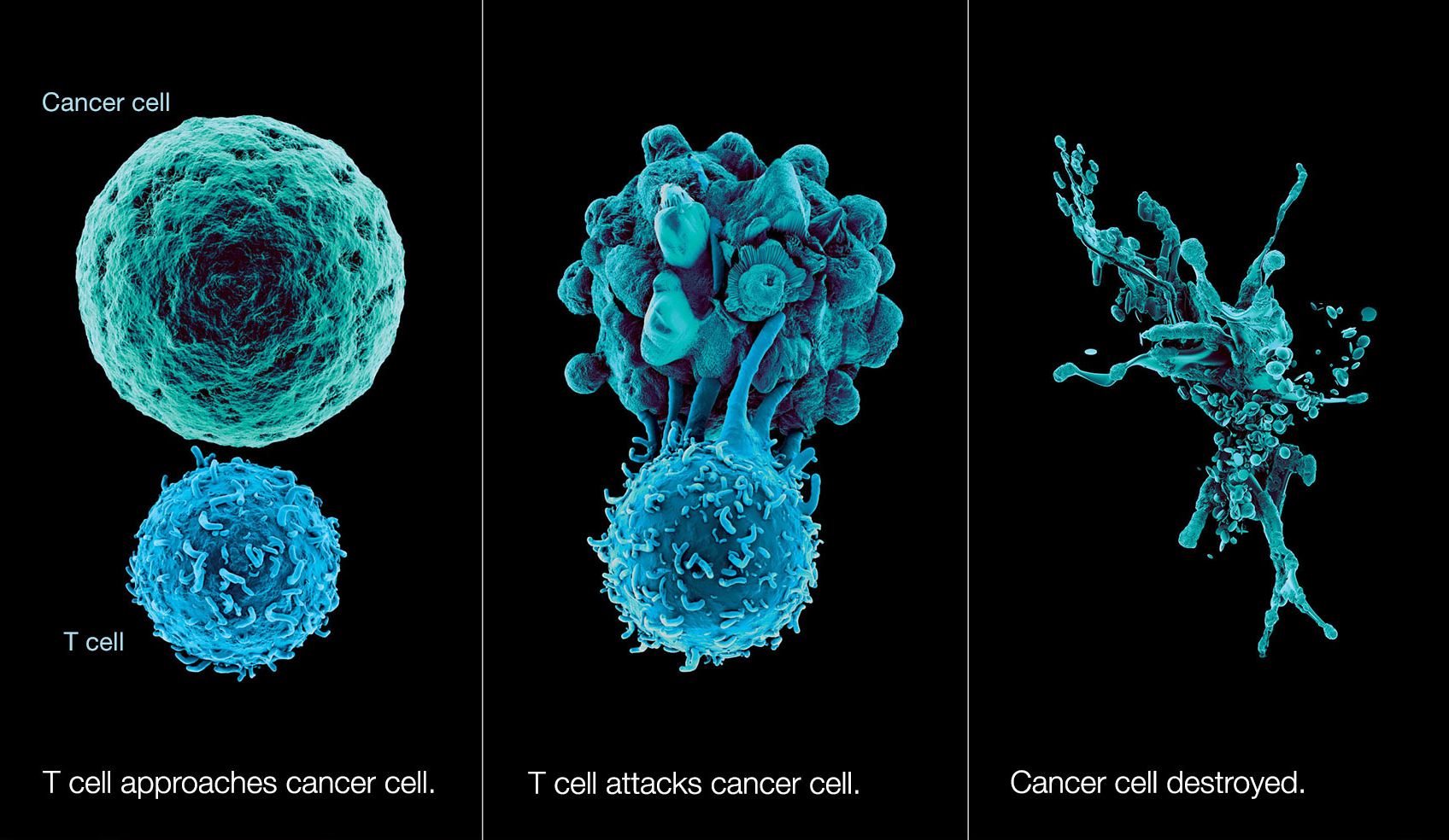 CRISPR Could Fry All Cancer Using Newly Found T-Cell | Hackaday
