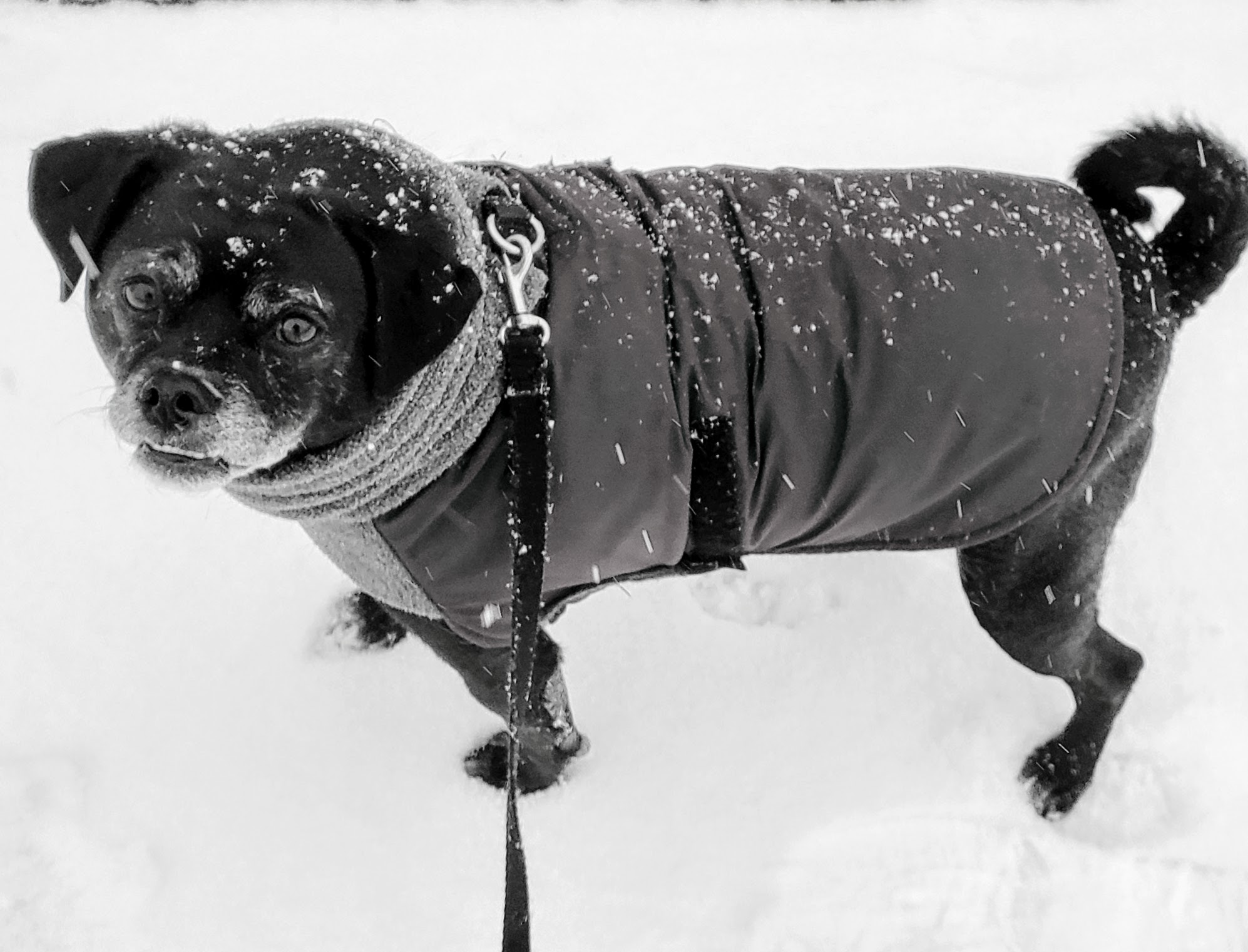 Robotic Open Source Puppy Needs A Home | Hackaday