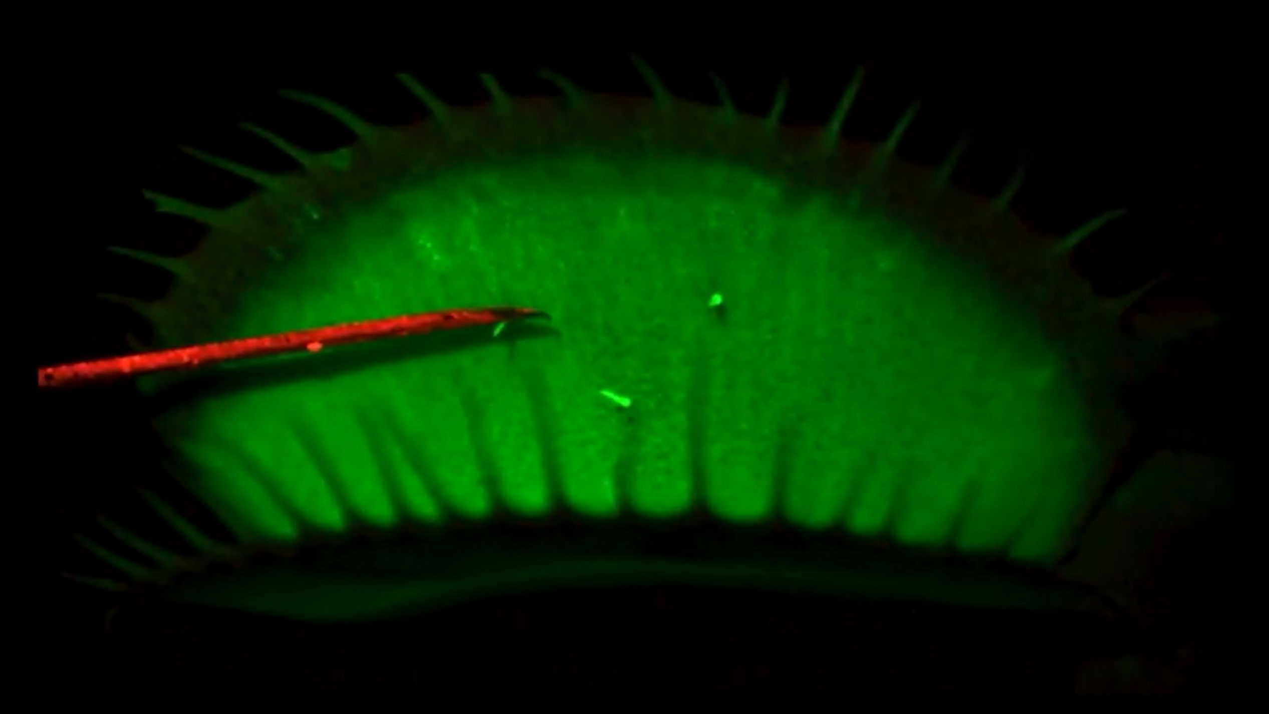 Illuminating The Inner Workings Of A Venus Flytrap | Hackaday
