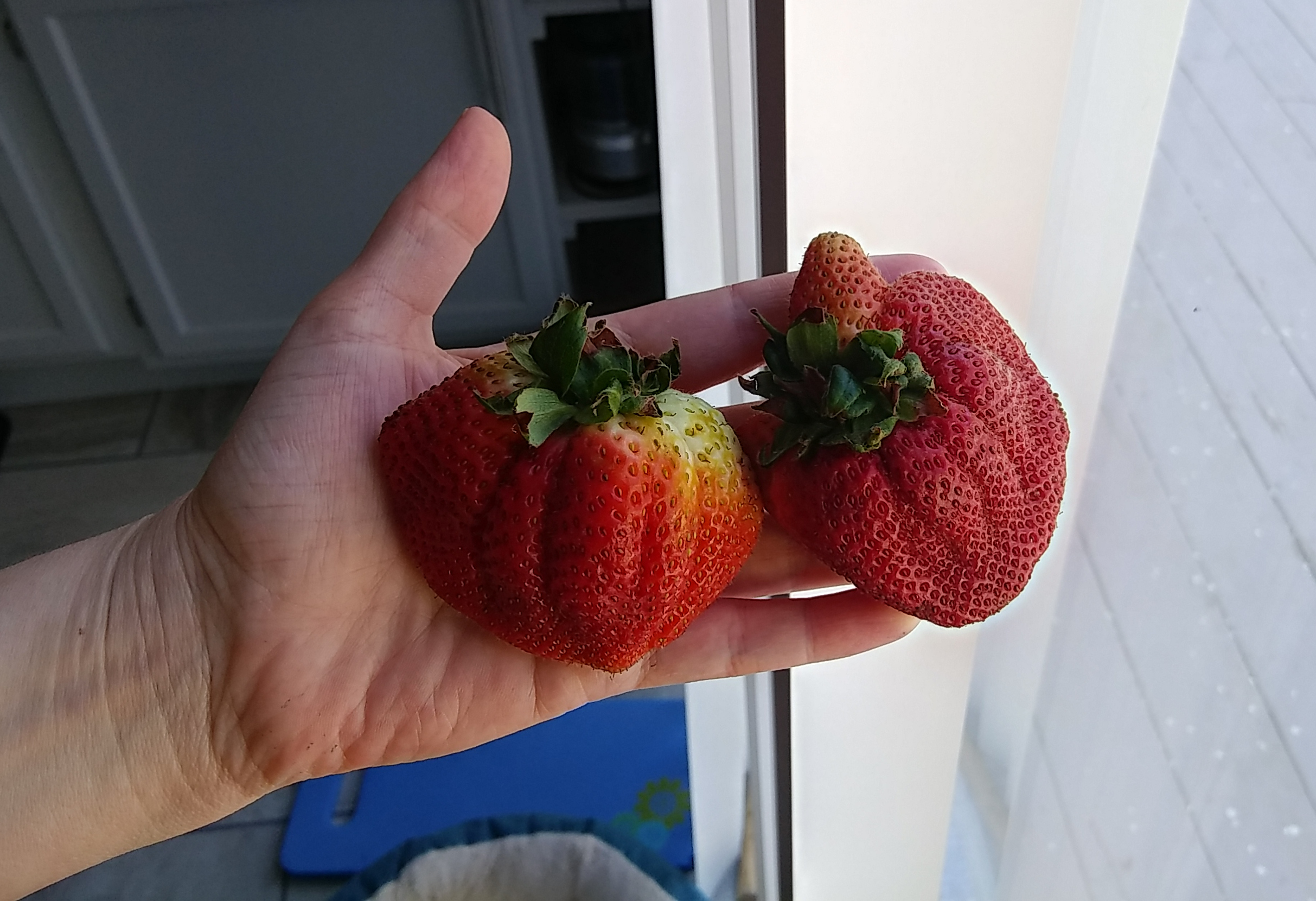 The Fascinating World Of Fasciation | Hackaday