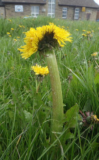 The Fascinating World Of Fasciation | Hackaday