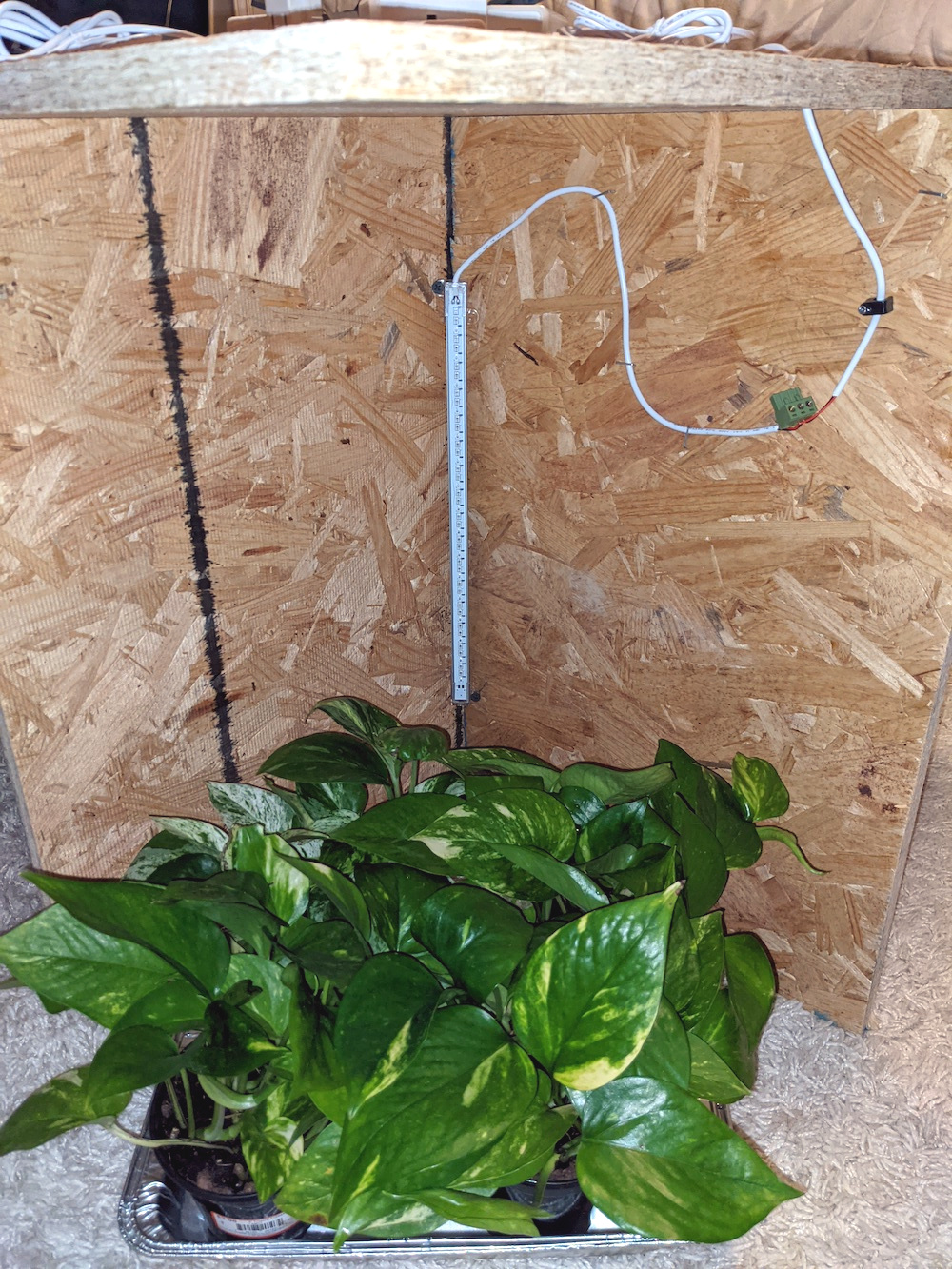 Can Plants Bend Light To Their Self-Preserving Will? | Hackaday
