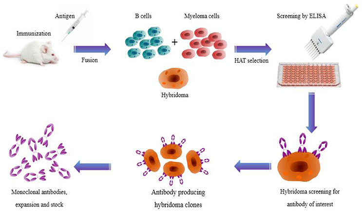 Monoclonal Antibodies: The Guided Missiles Of Medicine | Hackaday