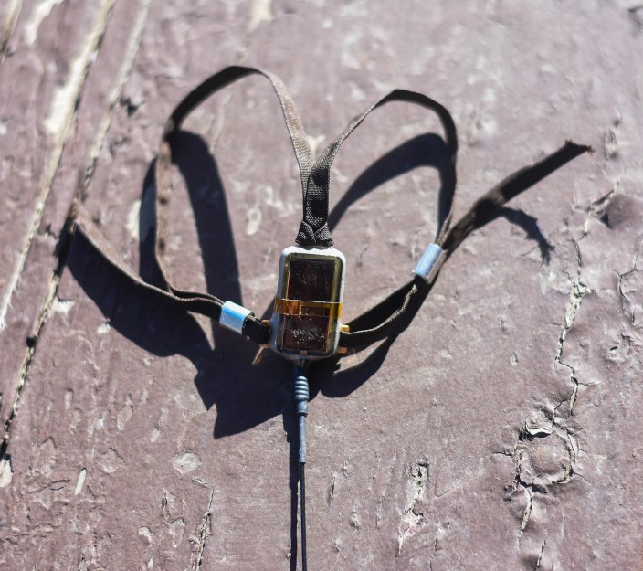 Magpies Help Each Other Escape Tracking Devices With This One Weird ...