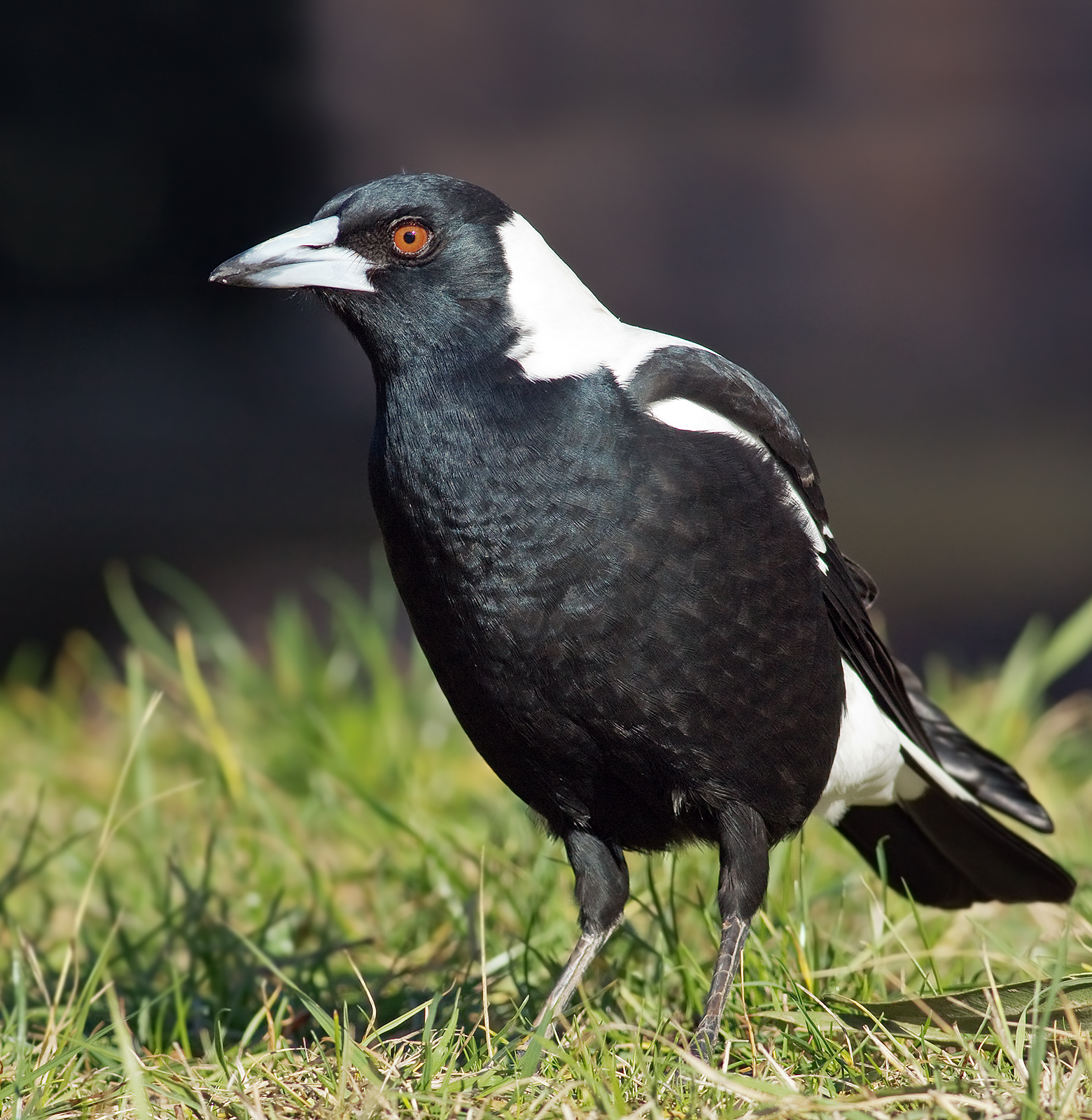 Magpies Help Each Other Escape Tracking Devices With This One Weird ...