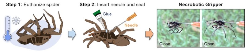 Dead Spider Becomes Robot Gripper: It’s Necrobotics! | Hackaday