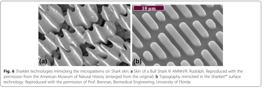 Biomimetic Surfaces: Copying Nature To Deter Bacteria And Keep Ship ...
