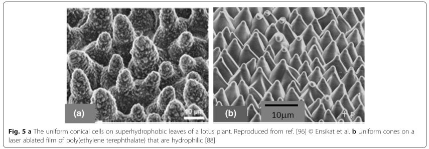 Biomimetic Surfaces: Copying Nature To Deter Bacteria And Keep Ship ...
