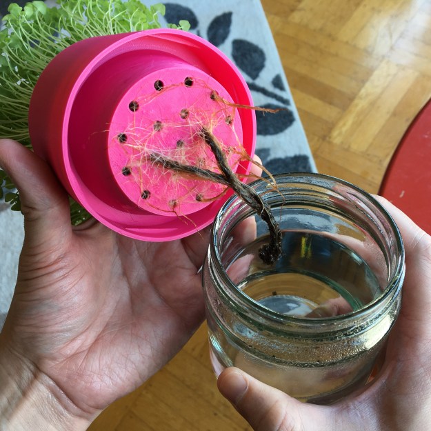 Self-Watering Planters Reuse Household Jars | Hackaday