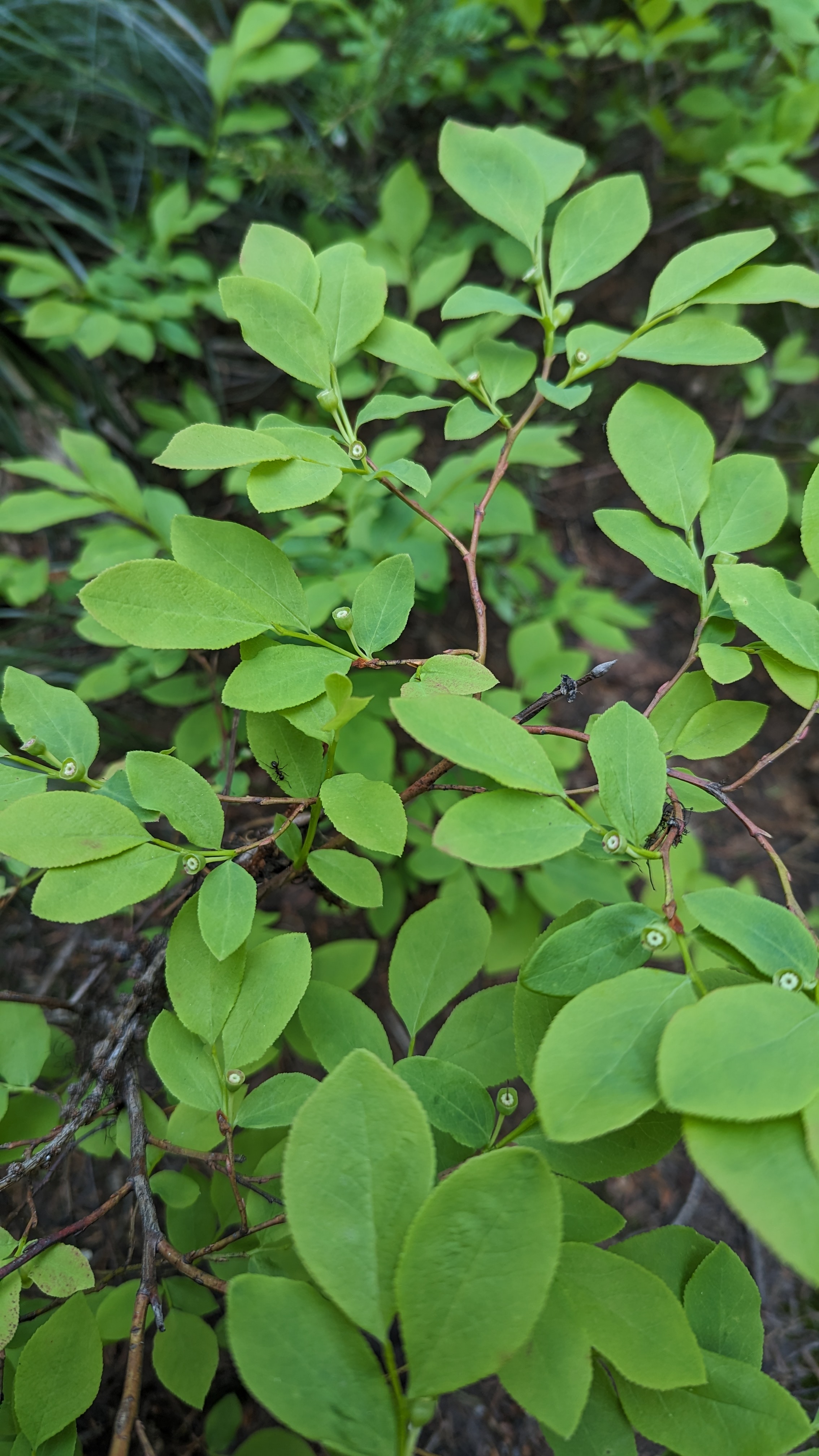 Know Snow: Monitoring Snowpack With The SNOTEL Network | Hackaday