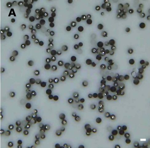 Moving Iron-Coated Polymer Particles Uphill Using External Magnetic ...