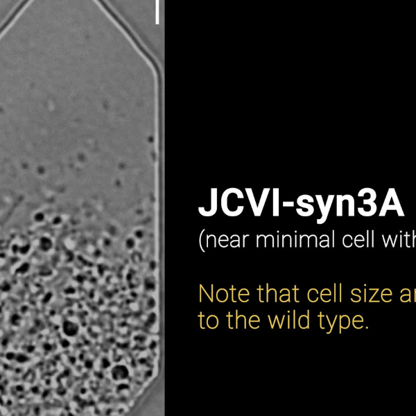 Simulating Cellular Biology In The Browser Hackaday 2051