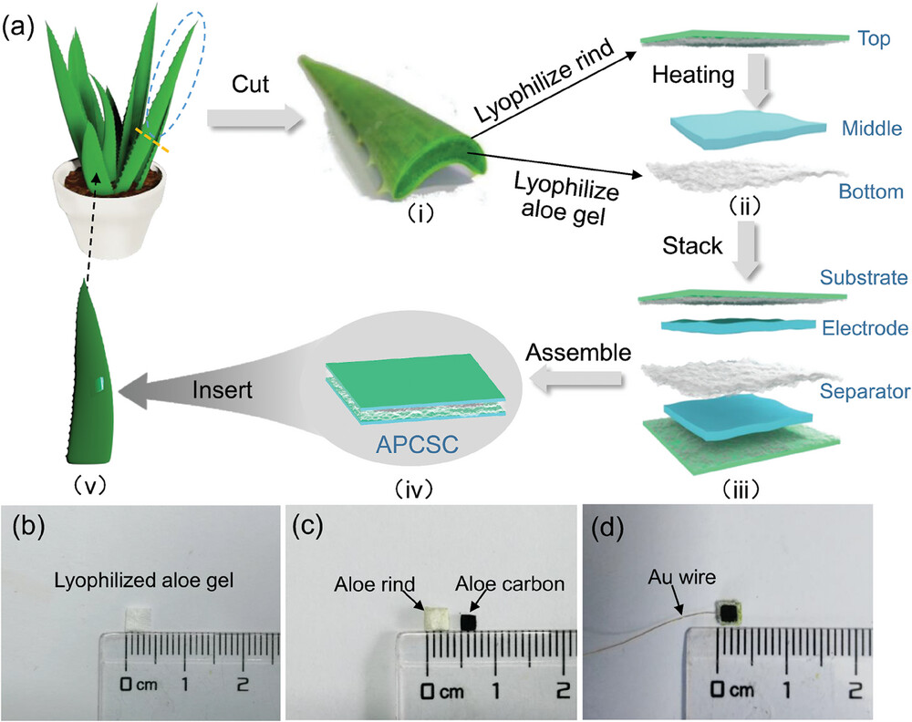 Plant Energy Storage | Hackaday