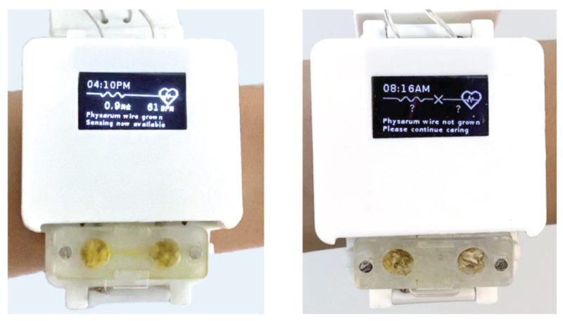 Slime Mold-Powered Smart Watches See Humans Fall In Love With The Goo ...