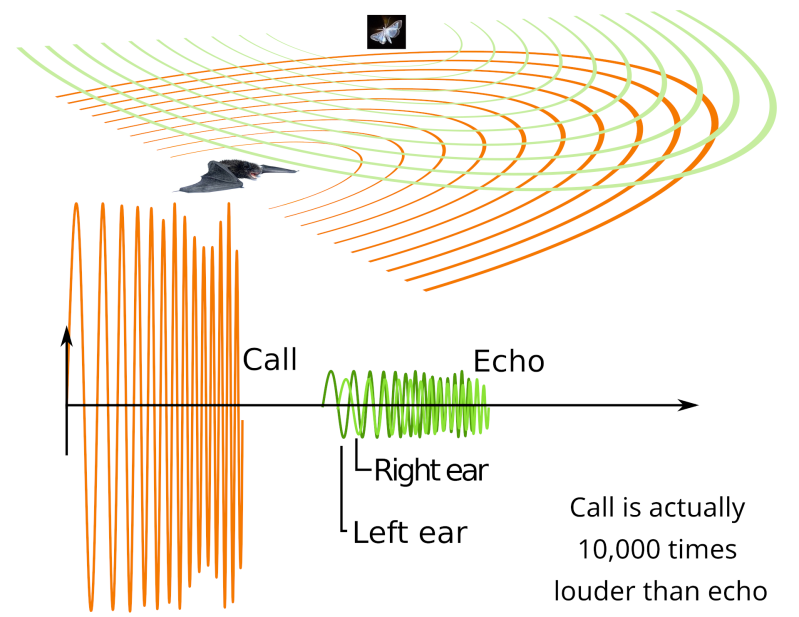 Humans Can Learn Echolocation Too | Hackaday