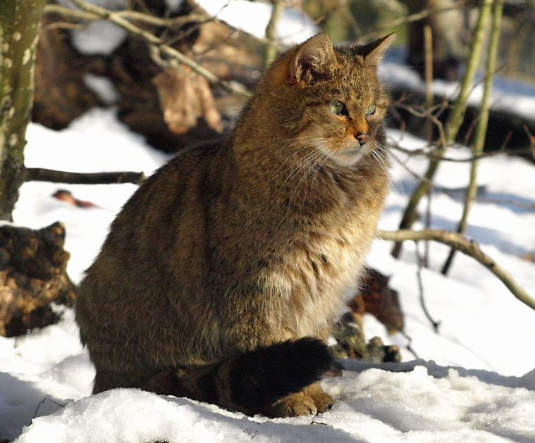 Feline Genetics And Why Orange Cats Are The Most Special | Hackaday