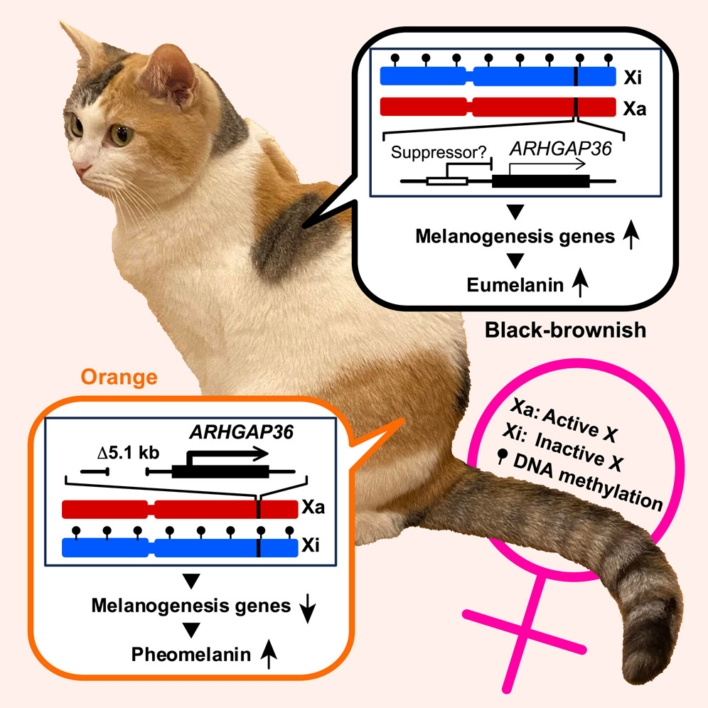 Feline Genetics And Why Orange Cats Are The Most Special | Hackaday
